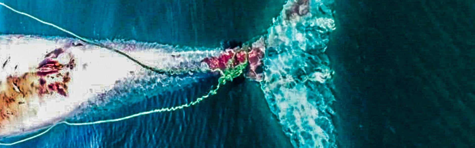 Joven ballena azul murió ahogada en Mejillones | La Quinta News